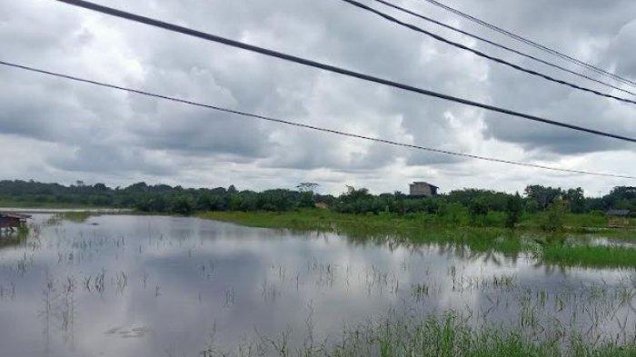 Akibat Banjir, 618 Hektare Lahan Pertanian Padi di Provinsi Jambi Gagal Panen - Tribunjambi.com