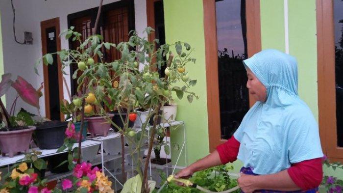 Cantik dengan Bunga, Buah dan Sayur, Menggarap Halaman Rumah 15 Meter ...