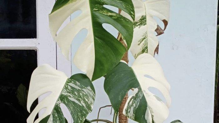 Janda Bolong Lagi Naik Daun, Harganya Bisa Jutaan, Monstera Variegata ...