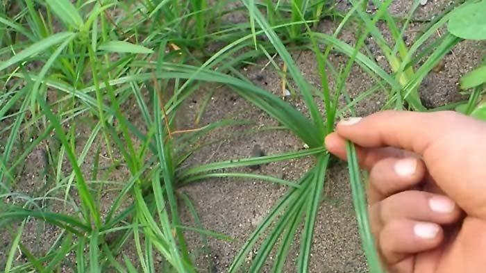 Inilah Manfaat Rumput Teki Untuk Kesehatan Mengobati Ketombe hingga ...