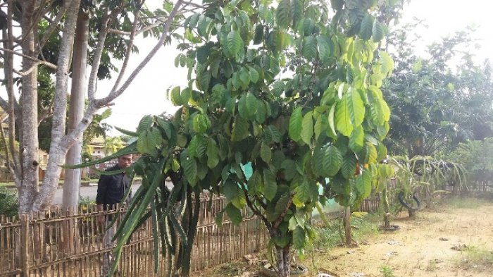 Pohon Duku