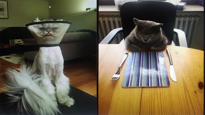 7 Pose Kucing Ini Jadi Viral di Internet, Mana Favoritmu? - Tribunjambi.com
