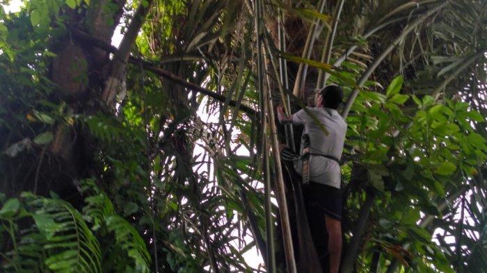 Pernah Jadi Desa Penghasil Gula Aren, Pemkab Batanghari Bakal Hidupkan ...