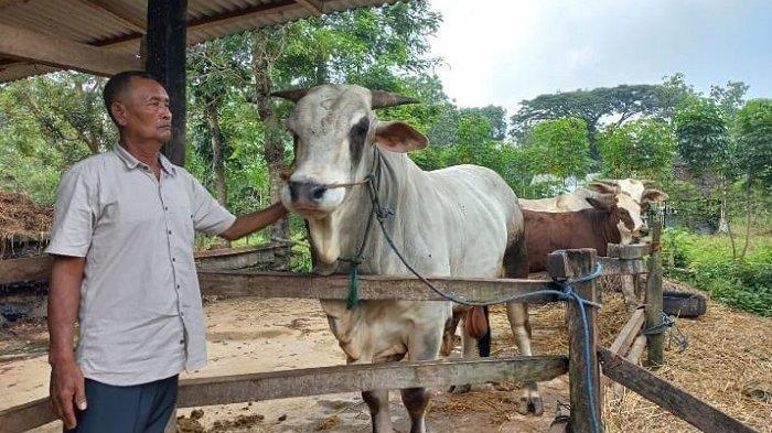 Inilah Seno, Sapi Kurban Prabowo Tiap Pagi Sarapan Pepaya dan Rajin ...