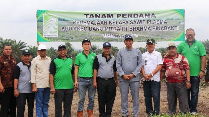 Tanam Perdana, Pemkab Muarojambi dukung PT BBB Remajakan 334 Hektare ...