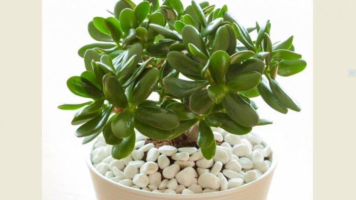 Feng Shui Tanaman Giok yang Dipercaya Membawa Keberuntungan ...