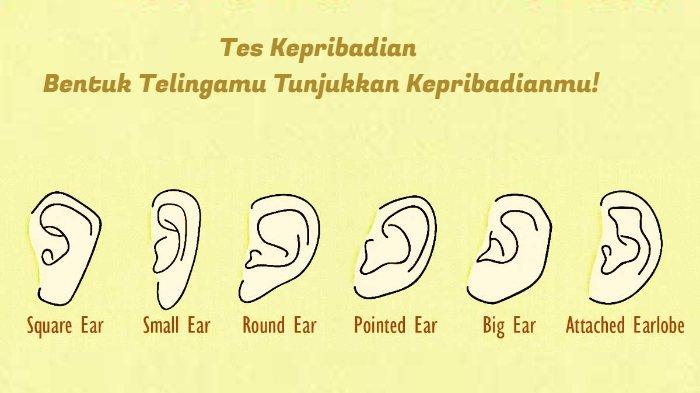 Tes Kepribadian Bentuk Telinga: Telinga Besar Pendengar yang Baik ...