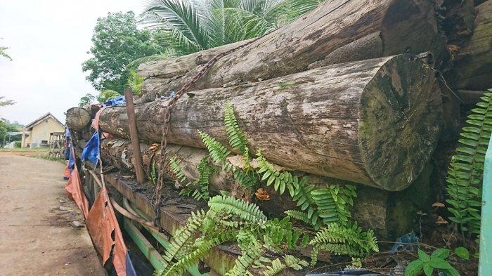 13 Kasus Kejahatan Lingkungan Terungkap, SPORC Brigade Harimau Tangkap ...