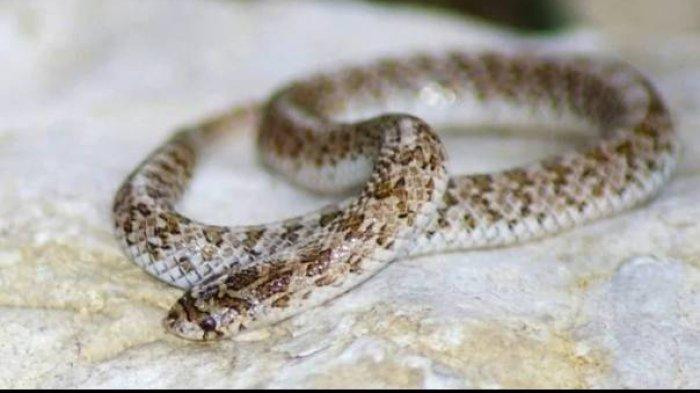 Unik, Ular Ini Bisa Kentut untuk Mengecoh Musuhnya - Tribunjambi.com