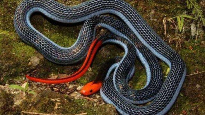 Mengenal Ular Cabe Kecil Mematikan, Panji Petualang : Bisanya 6 Kali ...