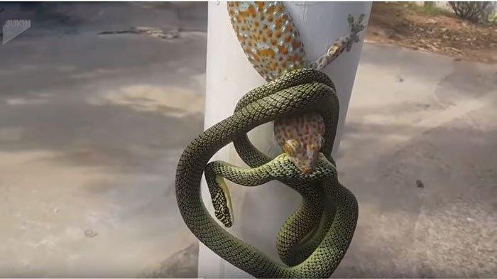 Mengapa Tokek Harganya Mahal? Ini Penyebab di Jambi Lokasi ...