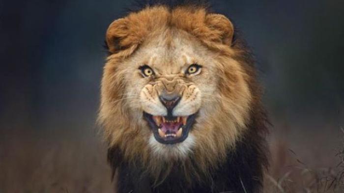 GALERI FOTO: Setelah Jadi Raja Hutan, Singa Afrika Memeluk 2 Lelaki Ini ...