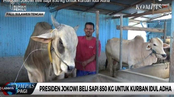 Punya Nama Unik, Beratnya 850 Kg, Sapi Kurban yang Dibeli Jokowi untuk ...