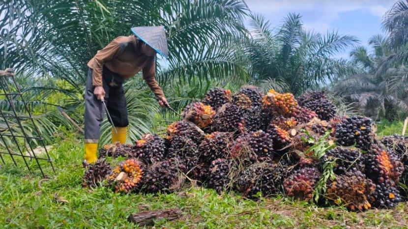 Tanjabtim Jajaki Investor Pabrik Kelapa Sawit - Tribunjambi.com