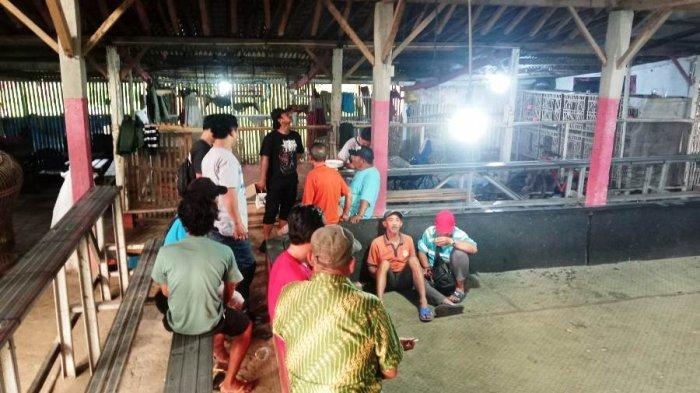 Polisi Tepis Kabar Pembebasan Pelaku Judi Sabung Ayam di Boja Kendal ...