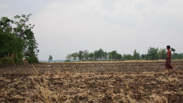 300 Hektare Lahan Pertanian Di Kabupaten Tegal Mengalami Kekeringan - Tribunjateng.com