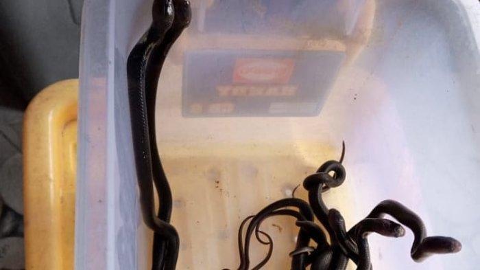Heboh Temuan 8 Anakan Ular Kobra di Sukoharjo, Warnanya Hitam Pekat ... Heboh Temuan 8 Anakan Ular Kobra di Sukoharjo, Warnanya Hitam Pekat ...