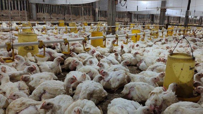 Ali Mahfud Terangkan Seluk Beluk Sanitasi dan Kesehatan serta Pakan ...