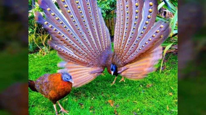 Asal-usul Burung Ruai, Cerita Rakyat Asal Kalimantan Barat ...