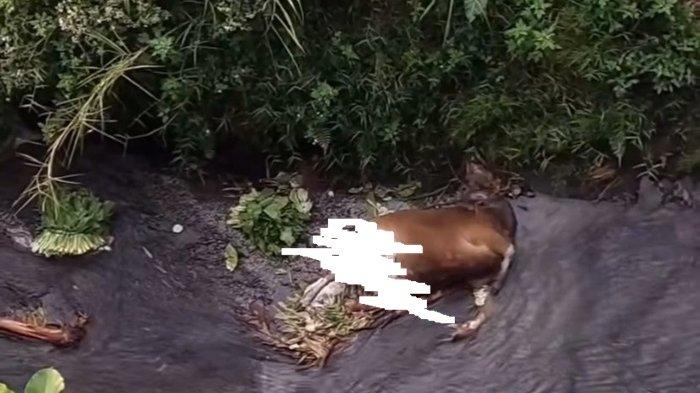 BREAKING NEWS : Heboh Warga Ungaran Semarang Temukan Bangkai Sapi ...