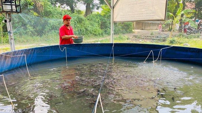 Pokdakan Bangkit Jaya Desa Kaligayam Tegal Kelola Budidaya Ikan Nila ...