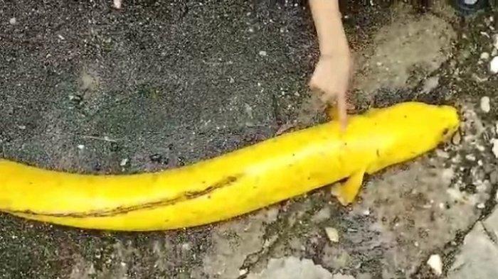 Penampakan Belut Langka Warna Kuning Cerah Ditangkap Warga, Dijual Jika ...