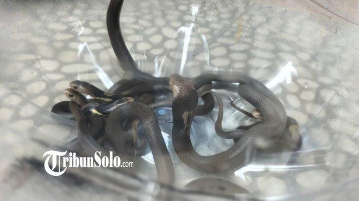 Warih Dikejutkan Banyak Anak Ular Kobra Dalam Rumah di Sragen, Ada yang ...