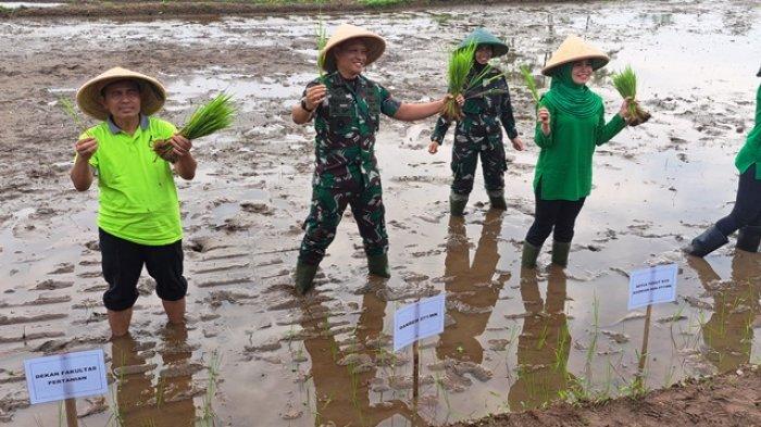 Padi Protein Tinggi Inpago Protani Unsoed Purwokerto, Diharapkan Jadi ...