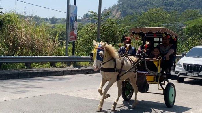 Kisah Yono, Kusir Sejati yang Pertahankan Tradisi Delman Wisata di ...