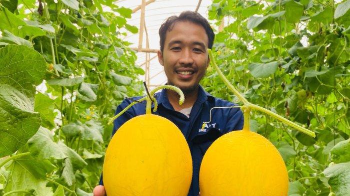 Video Petik Melon Premium Desa Kalisapu Tegal, Harga Mulai Rp 25 Ribu ...