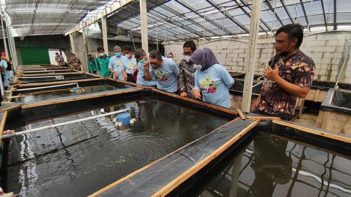 Menjadi Potensi Unggulan Ekspor, Pengelolaan Ikan Sidat Cilacap Diapresiasi KKP - Tribunjateng.com