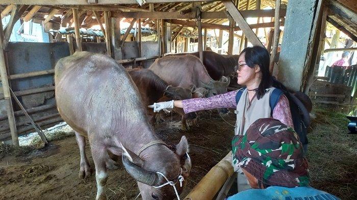 Idul Adha 2024 : Kerbau Jadi Hewan Kurban Favorit di Kudus - Tribunjateng.com