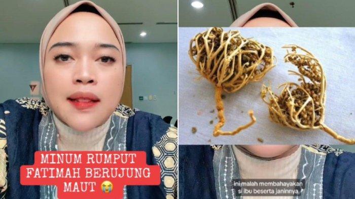 Sosok Dokter Ini Ungkap Bahaya Rumput Fatimah Bagi Ibu Hamil, Bisa ...