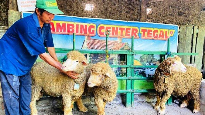 Mengenal Domba Merino dari Dieng, Besar tapi Lemaknya Sedikit, Banyak ...
