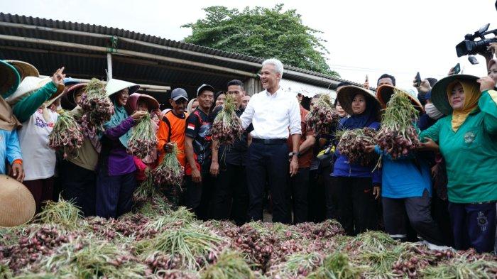 Panen Bareng Petani Bawang Merah, Ganjar Siap Penuhi Kebutuhan Produksi ...
