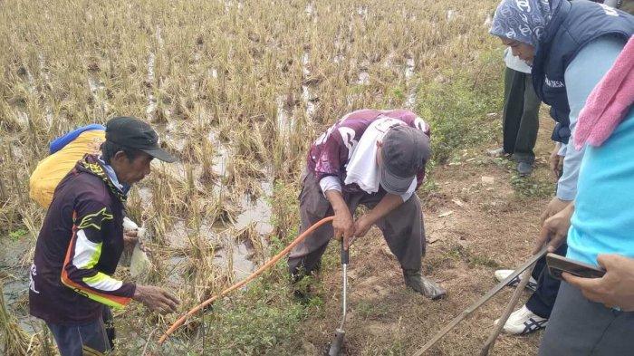 Tradisi Kalagumarang Ampuh Basmi Ratusan Tikus Masuk Pemukiman Warga ...