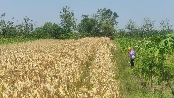 Harga Jagung di Tingkat Petani Kendal Naik, Capai Rp 6.200 per Kilogram - Tribunjateng.com