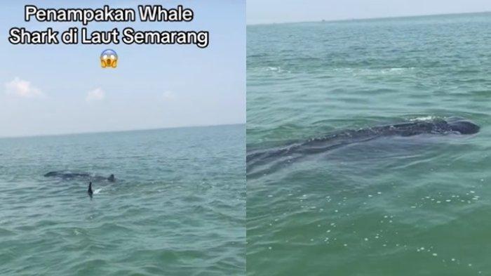 Viral, Di Tengah Perairan Pearl of Java City Semarang Terdapat Seekor ...