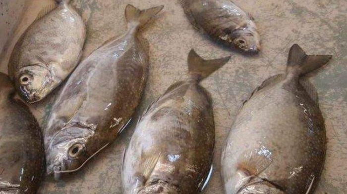 Harga Ikan Dingkis Tembus Rp 500 Ribu Per Kilogram Karena Dianggap Bawa ...