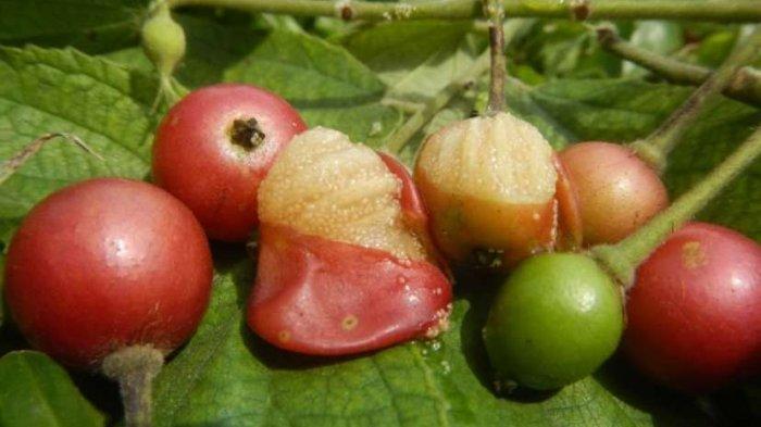 Manfaat Buah Kersen / Muntingia calabura untuk Kesehatan - Tribunjateng.com