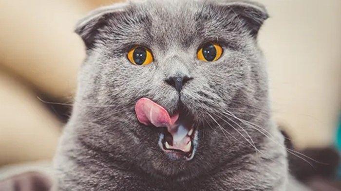 Viral Seekor Kucing Bakar Hunian Pemiliknya Setelah Nyalakan Kompor ...