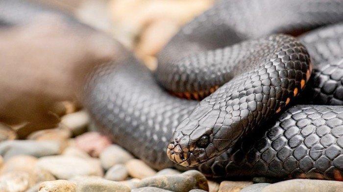 Arti Mimpi Ular Hitam, Benarkah Pertanda Bahaya? - Tribunjateng.com