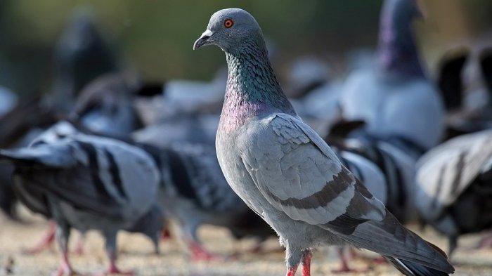 Nahas! Nasib Merpati Ini Ditahan Polisi India hingga 8 Bulan Karena ...
