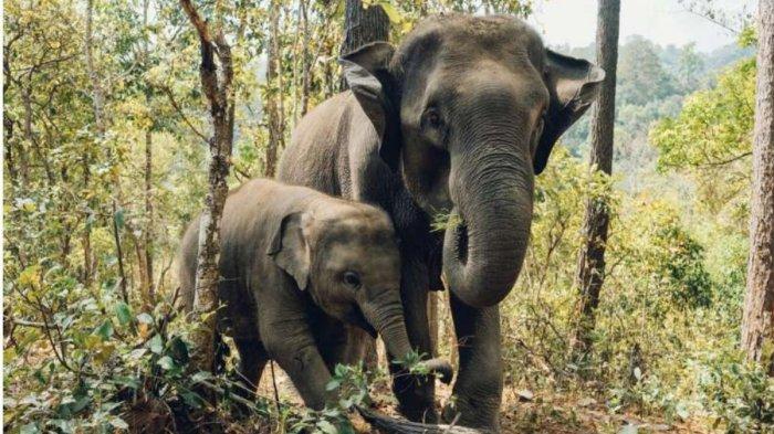 6 Gajah Tewas Tertabrak Kereta Api di Sri Lanka - Tribunjateng.com