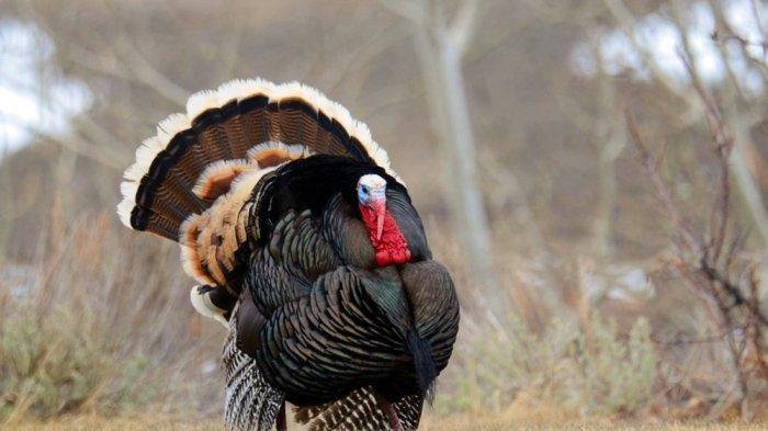 Arti Mimpi Kalkun, Bisa Jadi Pertanda Bisnis Anda Akan Dapat Keuntungan ...