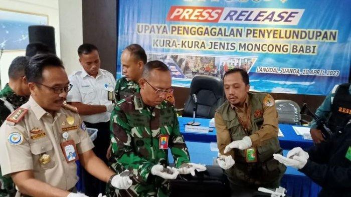 Kronologi Gagalnya Penyelundupan 5.632 Labi-labi Moncong Babi, Potensi ...