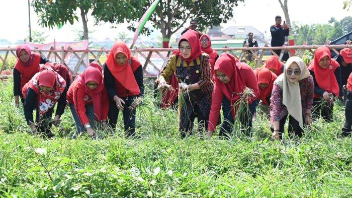 Bupati Sukoharjo Panen Bawang Merah Bersama KWT Subur Makmur Desa ...