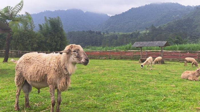 Berburu Hewan Kurban di Menggala Ranch Banyumas, Wisata Sekaligus Bawa ...