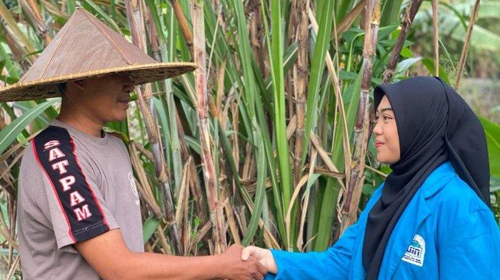 Tebu sebagai Komoditi Unggulan Kabupaten Sragen - Tribunjateng.com