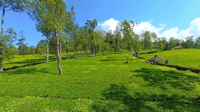 Wisata Kebun Teh Sikatok Wonosobo, Tawarkan Pemandangan Alam di Bawah ...